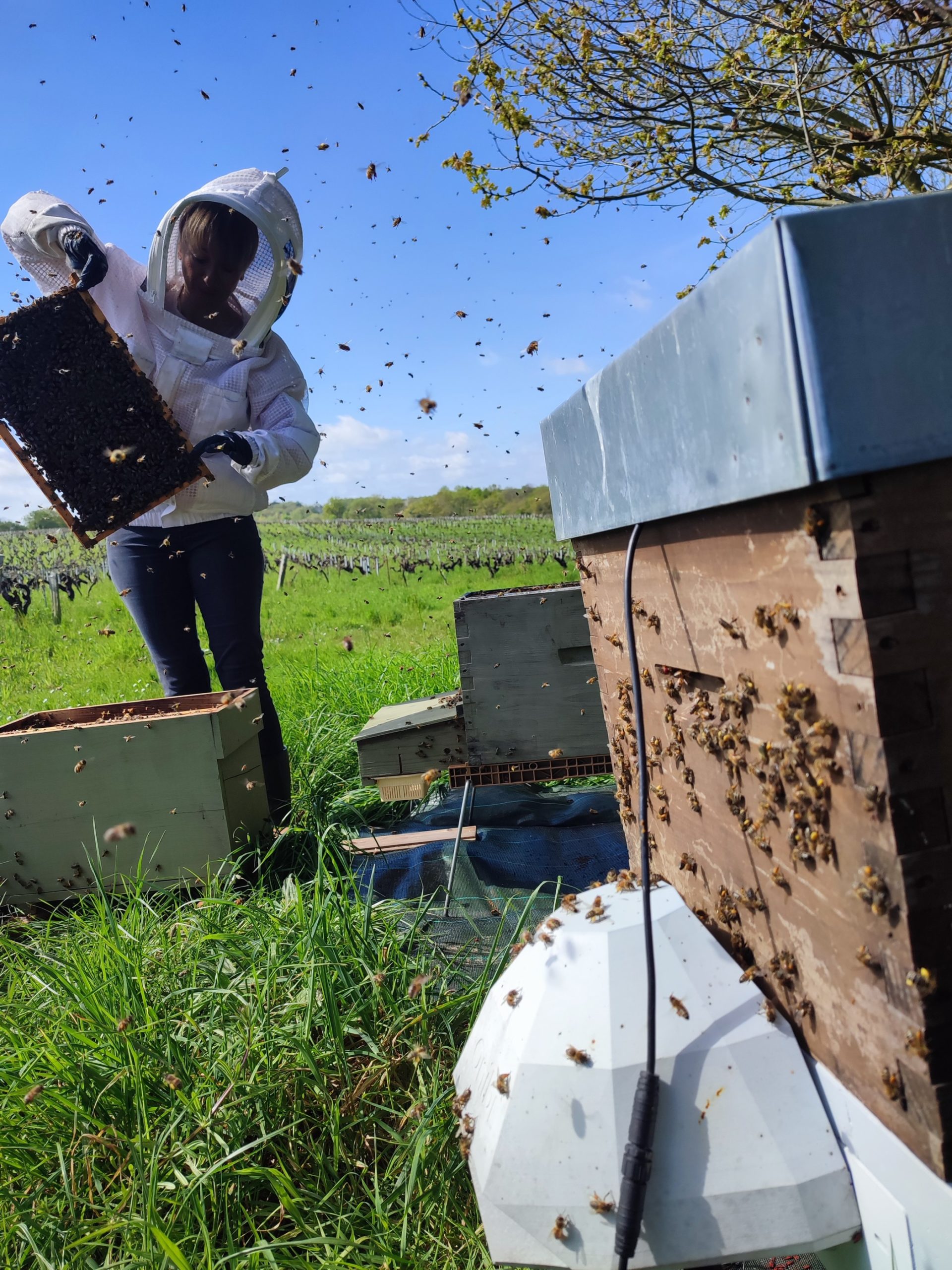 Supporting nature in the R&D process: A new perspective on Biomimicry ...